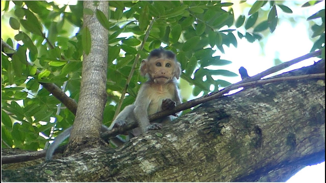 Climbing Time Up On The Tree Baby Monkey Mariel. Whole This Morning ...