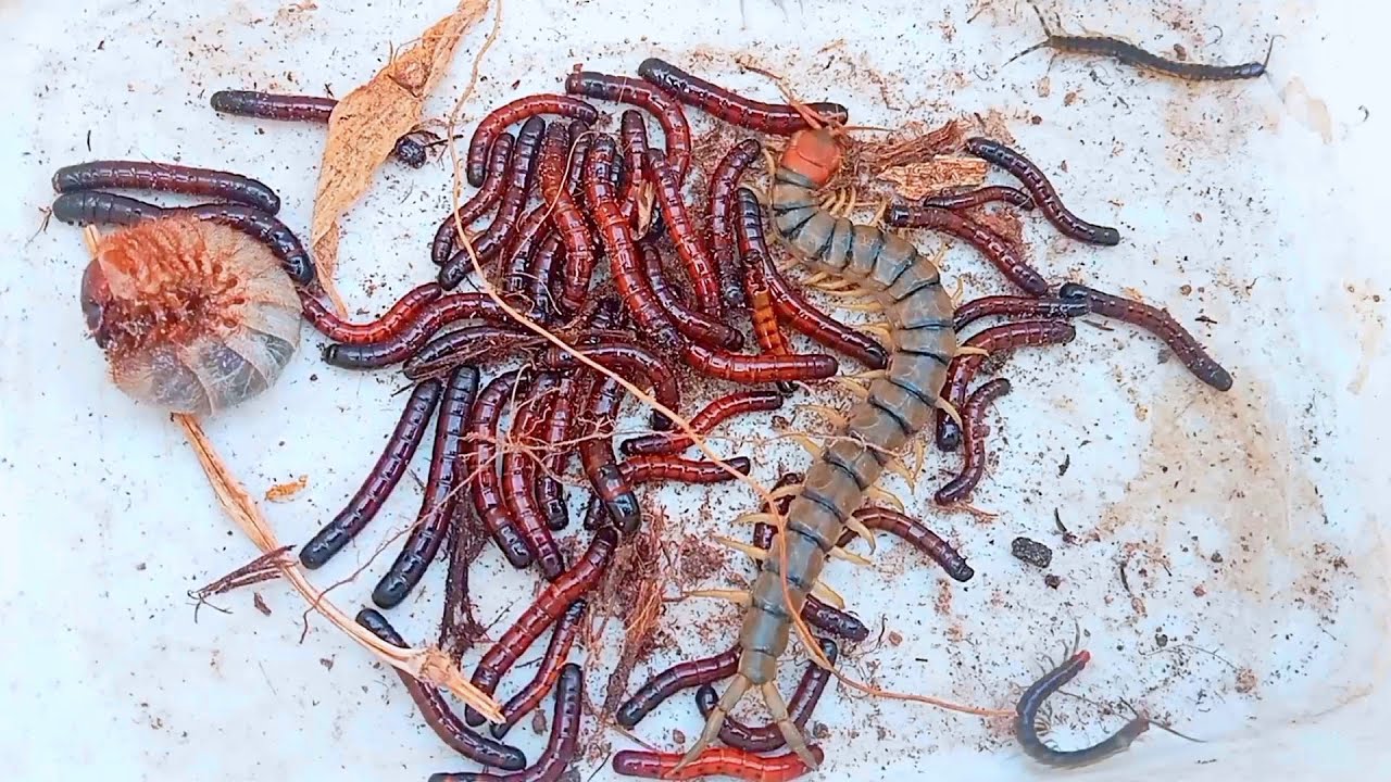 Hunt for giant centipedes meet trigoniulus corallinus and unique ...