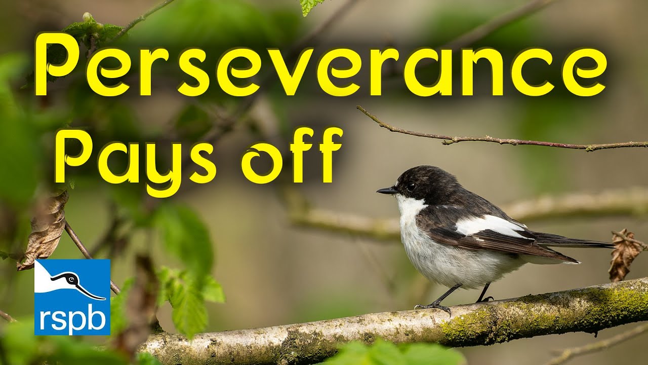 Great Photographs of Pied Flycatchers - Perseverance pays off - YouTube