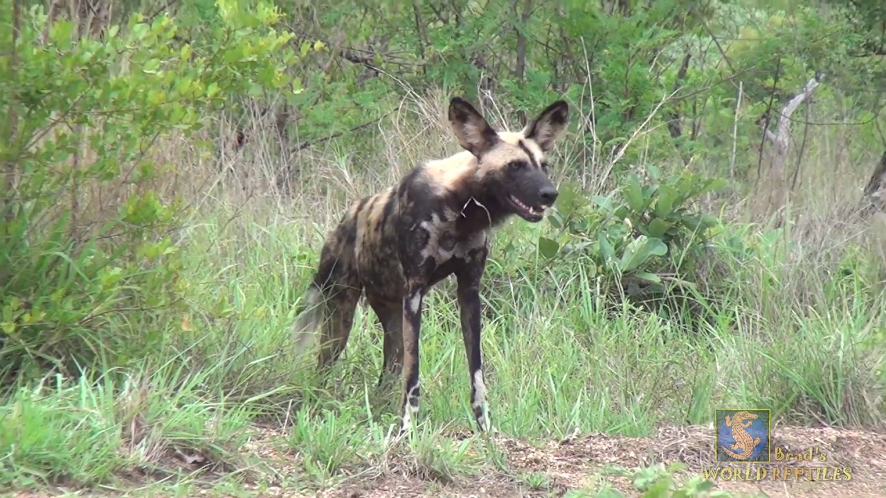 Up close and personal with African Wild Dog Pack - YouTube