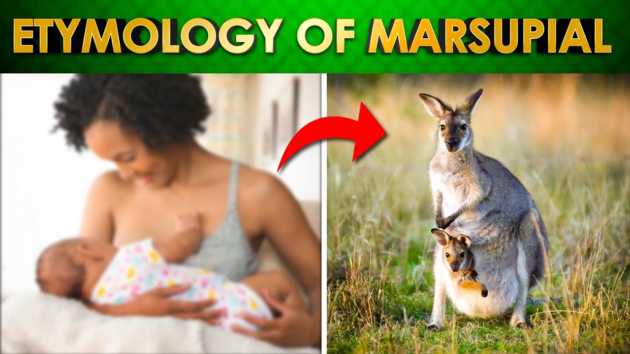 Etymology of Marsupial | English - YouTube
