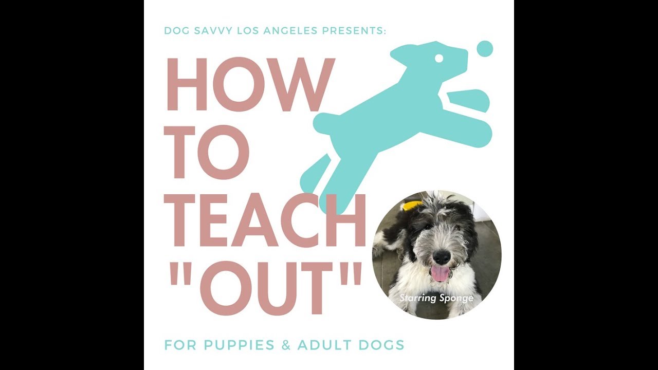How To Train A Puppy To Release Something In Its Mouth (Using The ...
