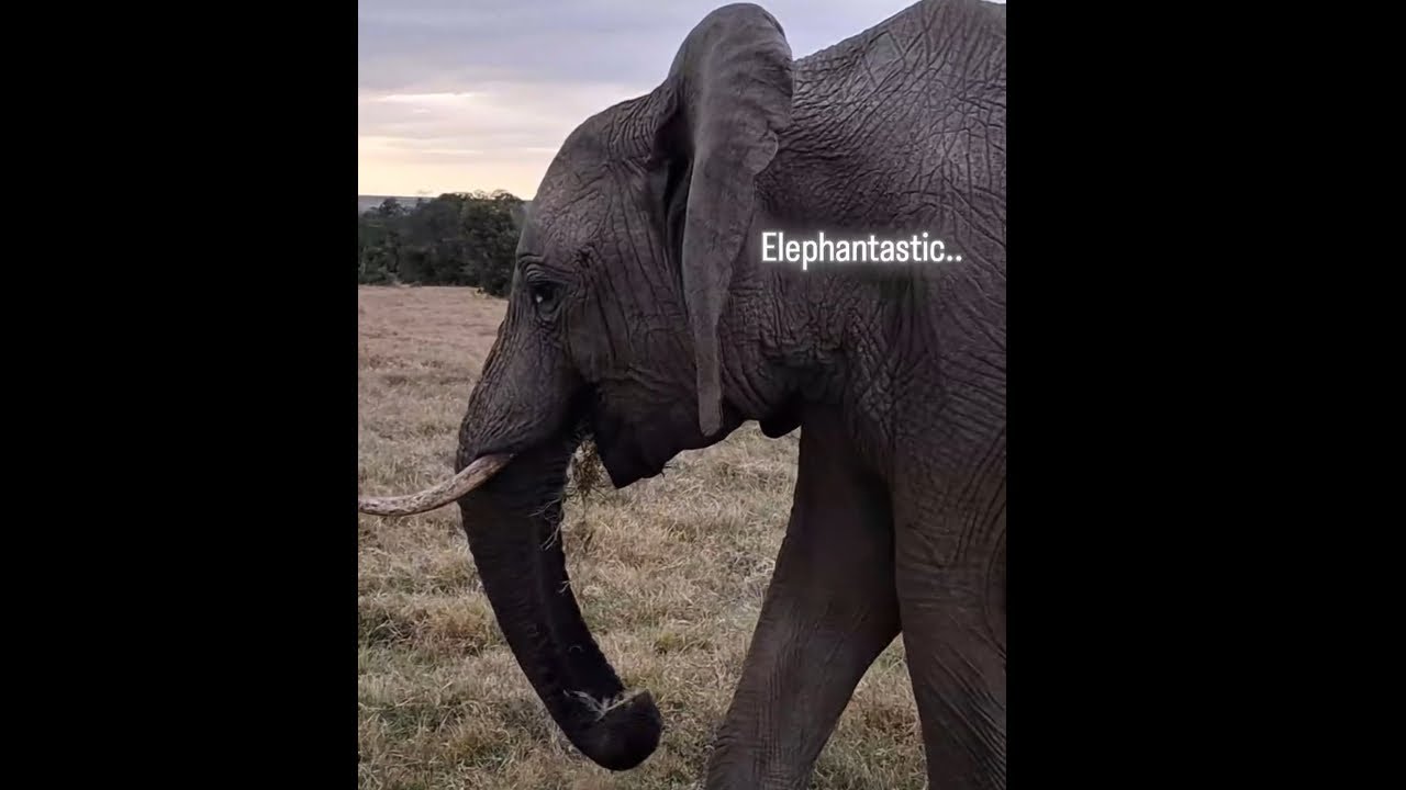 Elephant Close up | Elephantastic | 15 January 2025 - YouTube