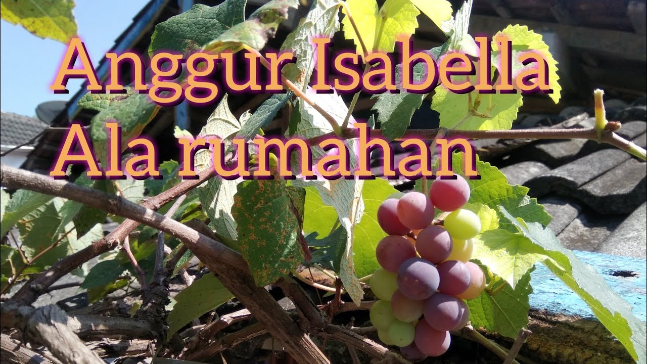 Anggur isabella lokal rasa asam manis - YouTube