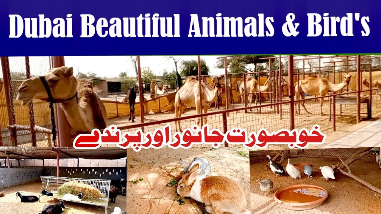 Dubai Desert Very Beautiful Place♥ Animals [ Camels Deer Goat and ...