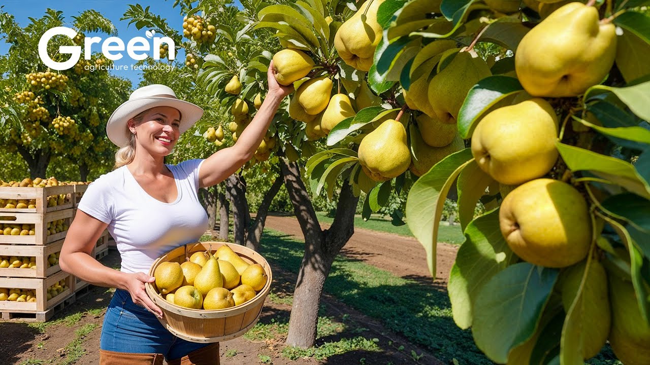Pear Farming - Pear Harvesting & Pear Juice Making Process in Factory 🍐 ...