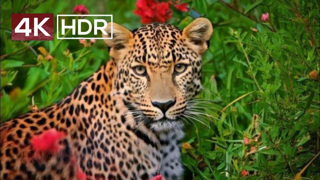 4K ANIMAL MARVELS: Nature's Hidden Creatures 4K VIDEO ULTRA HD #4K # ...