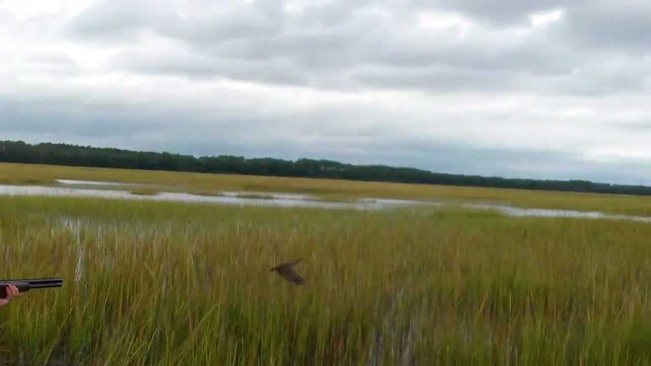 NC Wildfowl hunting - marsh hens are jumping - YouTube