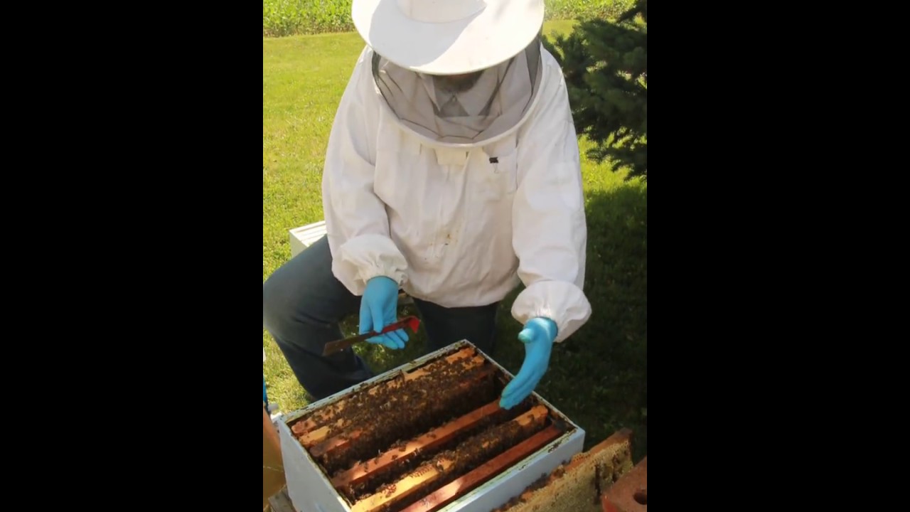 Beekeeping OTS (On The Spot) Queen Rearing Workshop with Jamie Walters ...