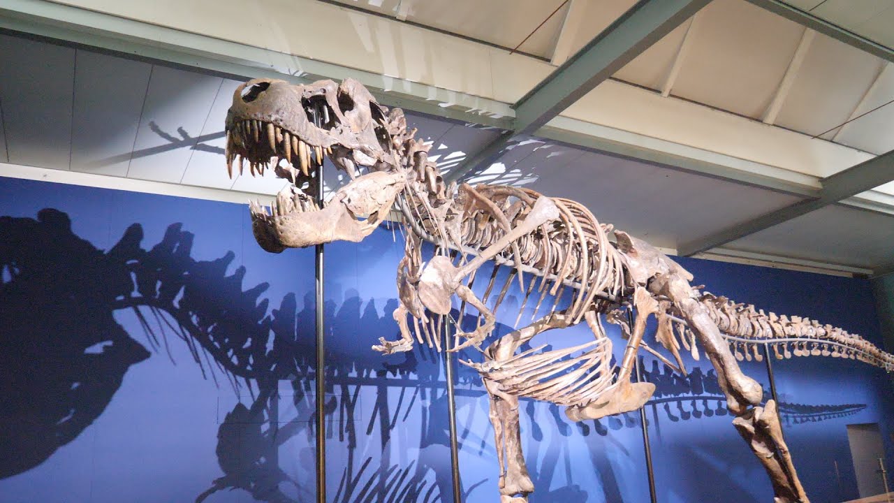 Sauriermuseum Aathal, Schweiz - YouTube