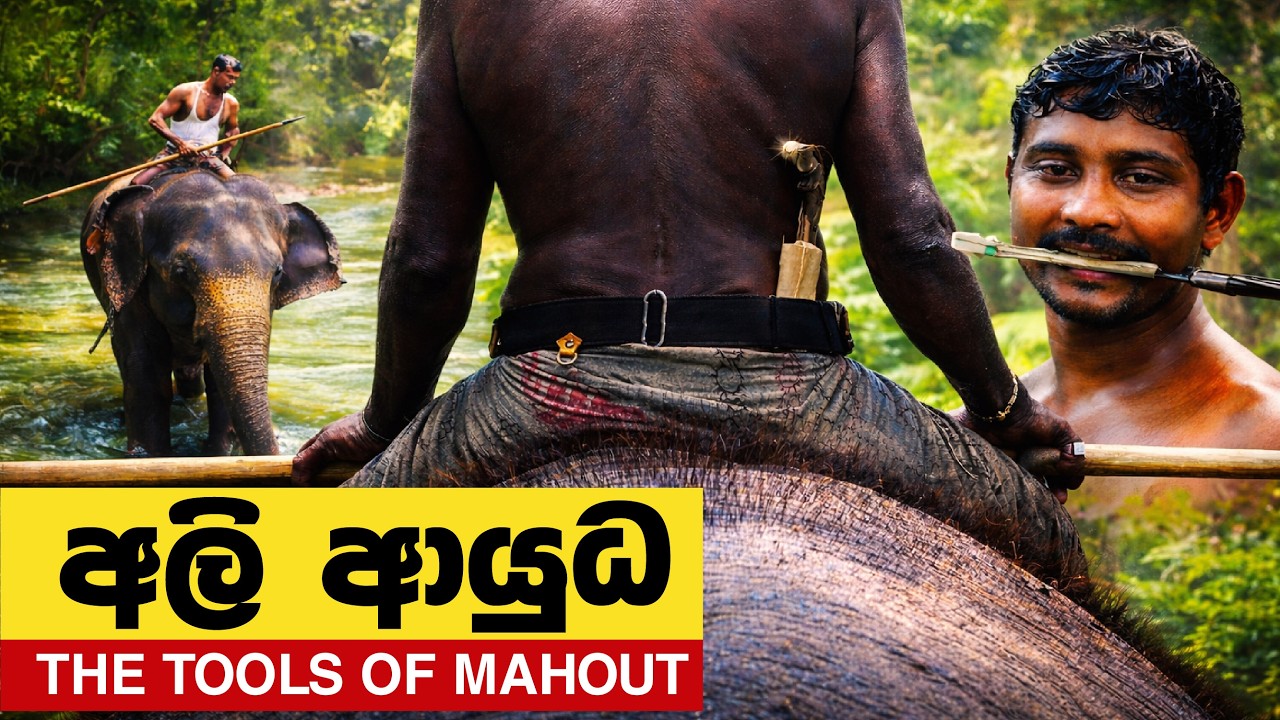 අලි ආයුධ | Elephant handling tools used by Mahout | Elephant Love ...