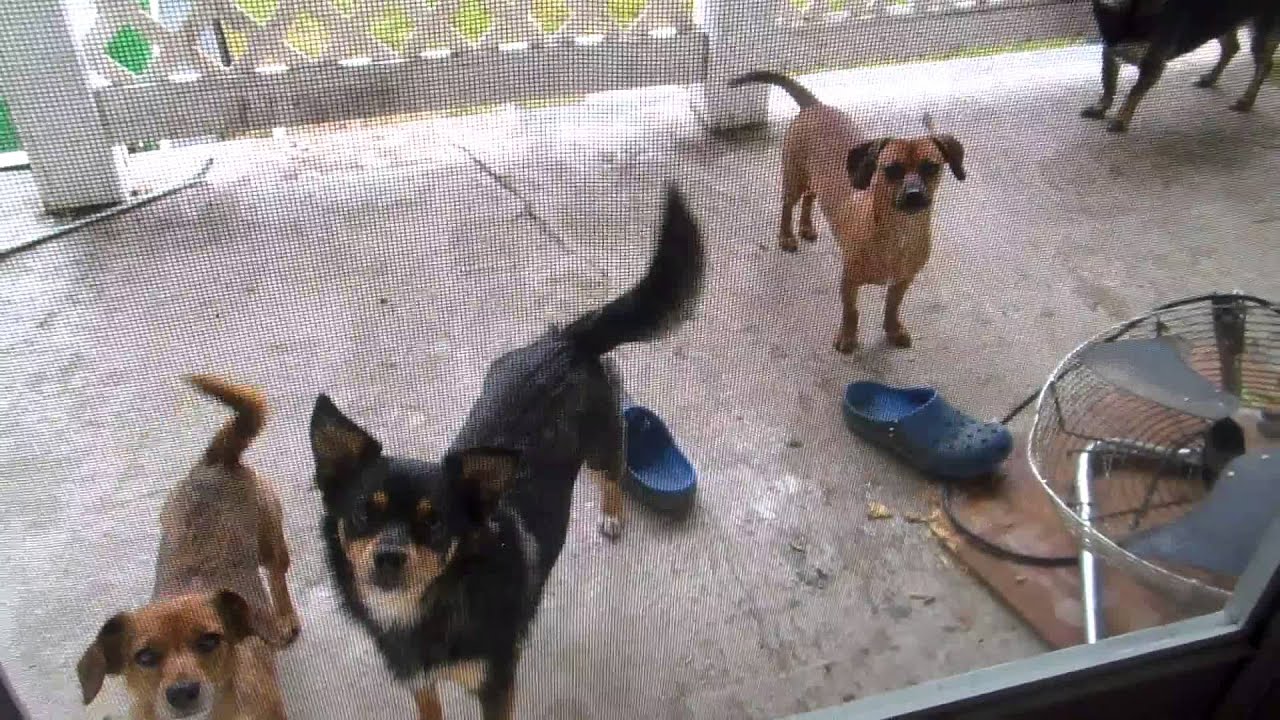 My overly dramatic dogs - YouTube