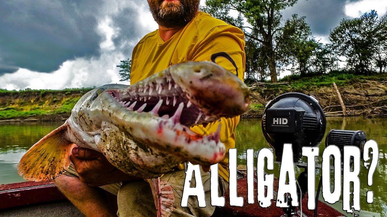 GOT TEETH?? Alligator Gar: Trinity River, Texas - Northwoods Angling ...