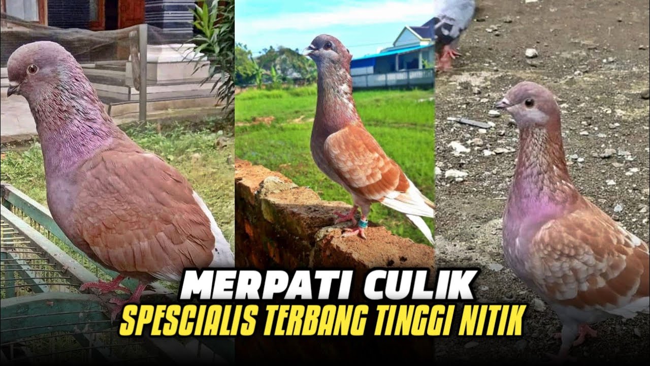 MERPATI CULIK SPECIALIS TINGGIAN FULL NITIK‼️ - YouTube