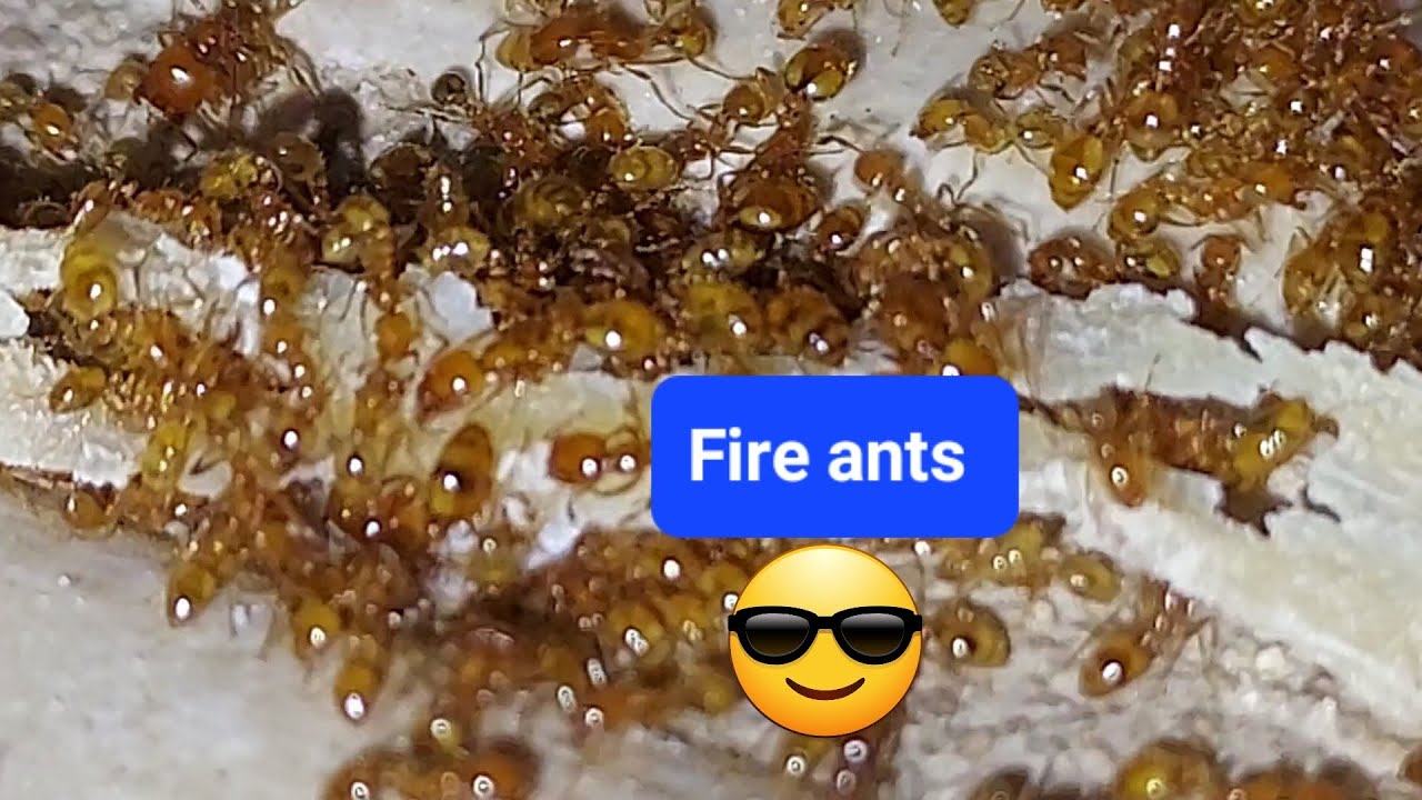 Fire ants eating chicken - YouTube