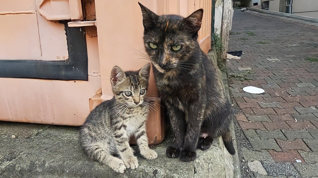 Mother Cat and Sweet Kitten Living on the Street. The kitten is so cute ...