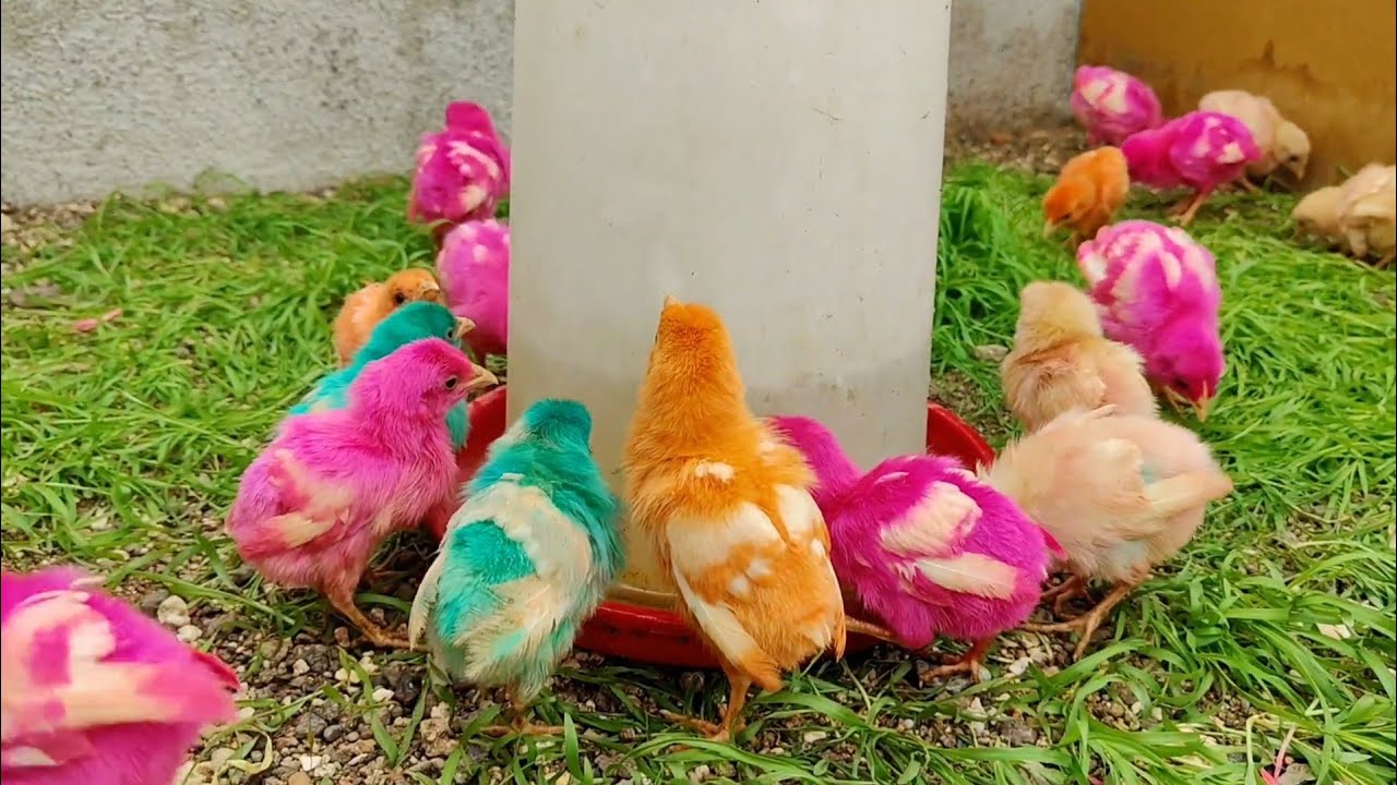 Colourful chicks | Amazing Colourful Chicks - YouTube