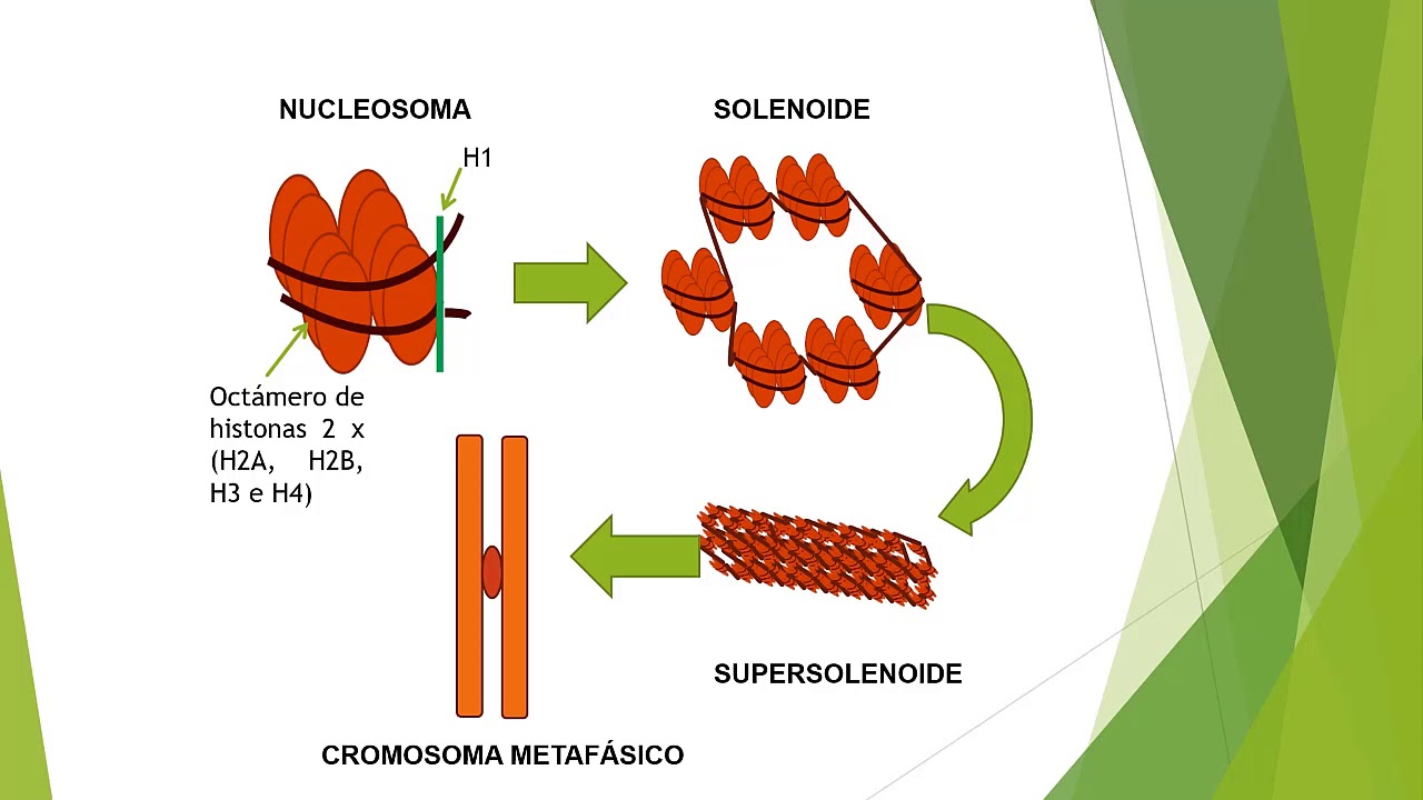 Unidad N°1: Cromatina - YouTube