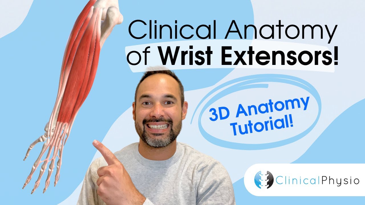 Clinical 3D Anatomy of Wrist Extensors | Physio explains key conditions ...