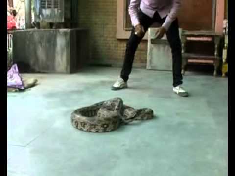 Python Snake Azgar Snake in Bilaspur C.G. Captured at Home - YouTube