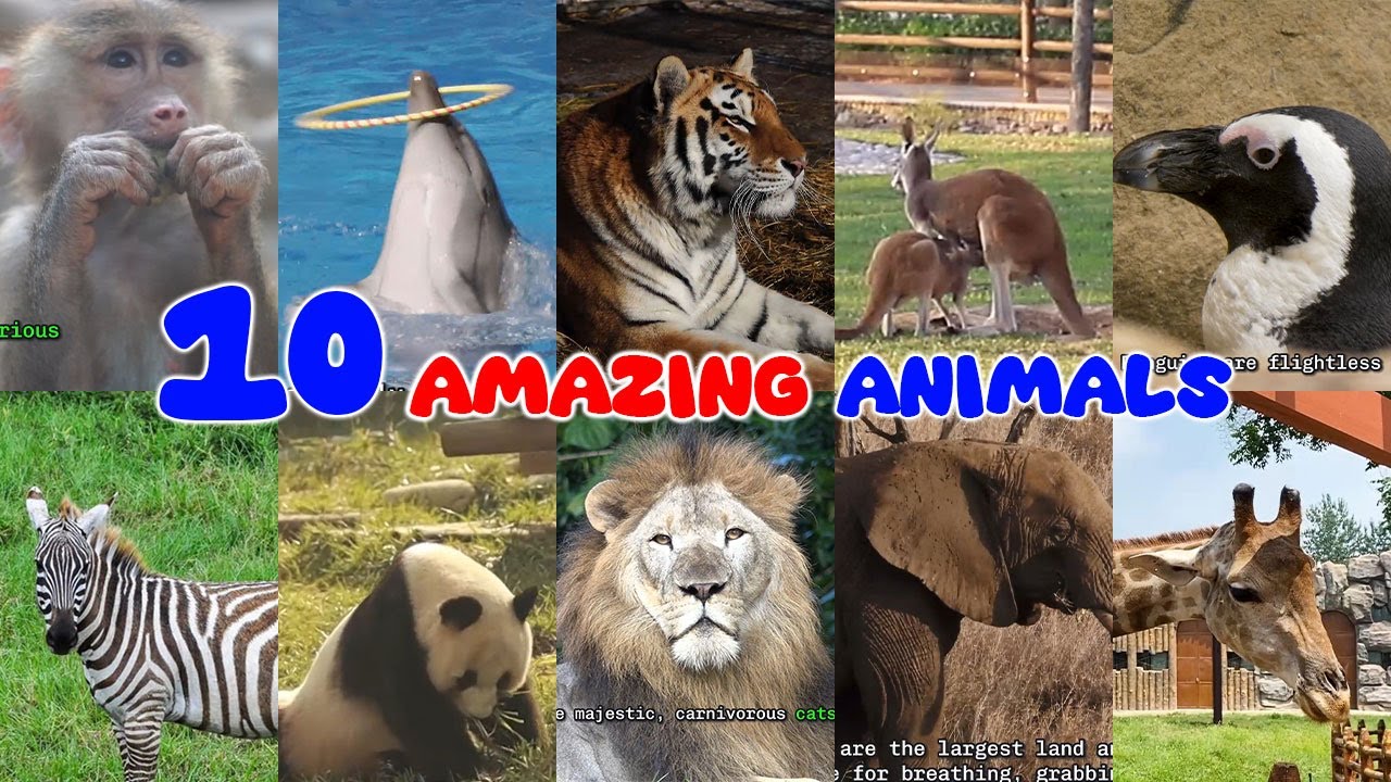 10 amazing animals. Are you ready? Here we go! - YouTube