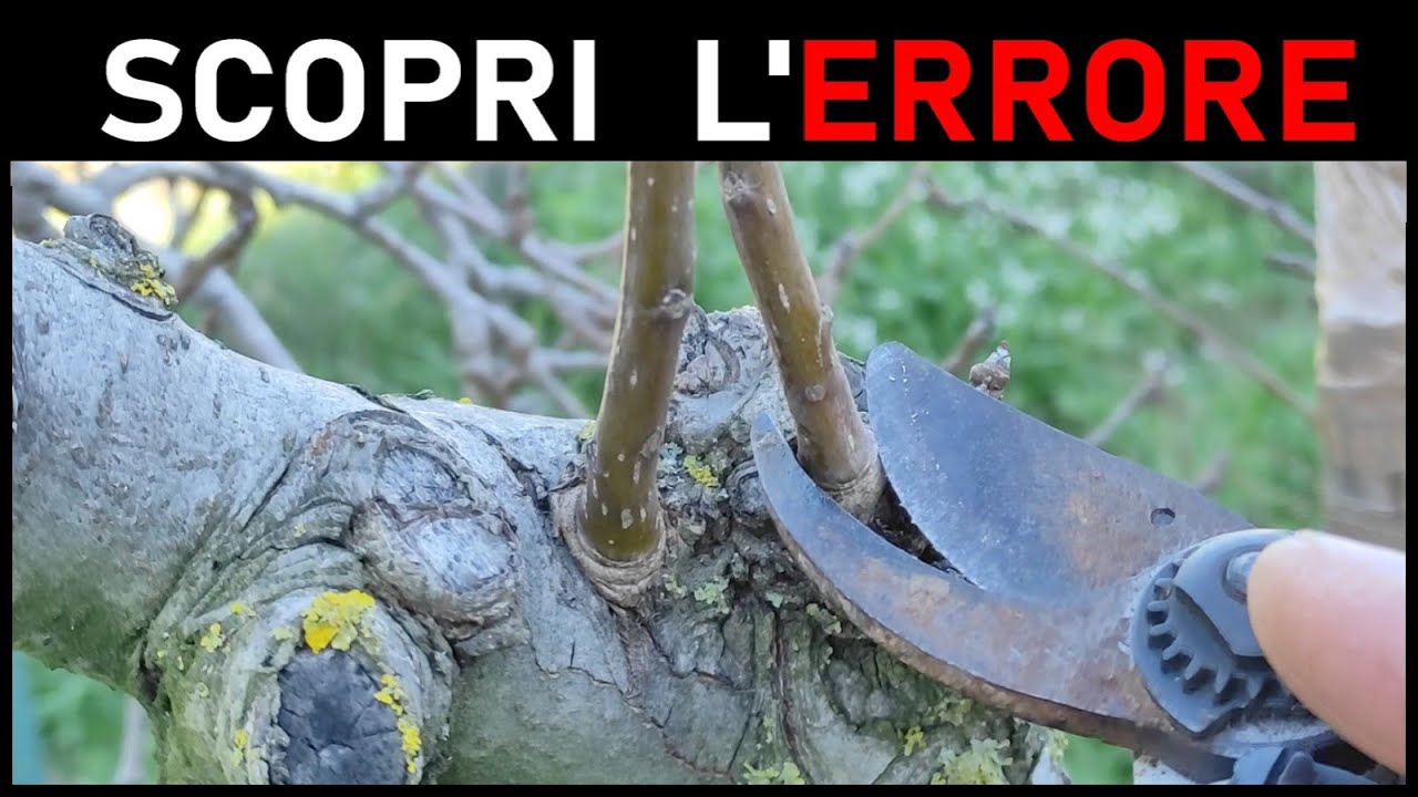 Come tagliare correttamente un ramo negli alberi da frutto - YouTube
