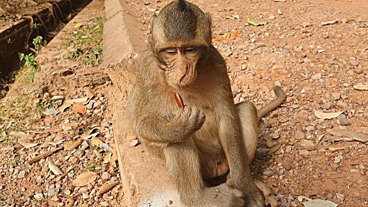 Monkeys eat seeds on the street - YouTube