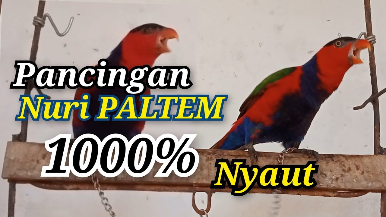 Suara burung Nuri Kepala Hitam Gacor. - YouTube