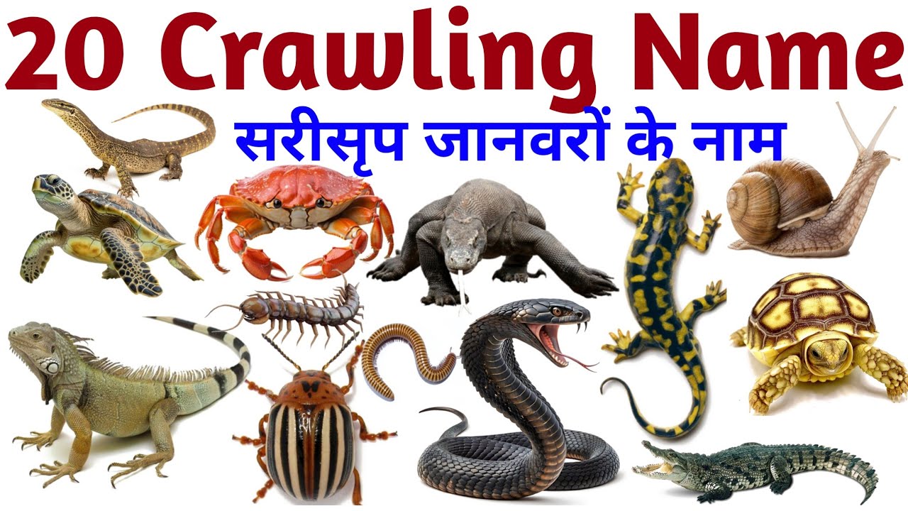 Amazing Crawling Animals Names in English with Pictures | Learn ...