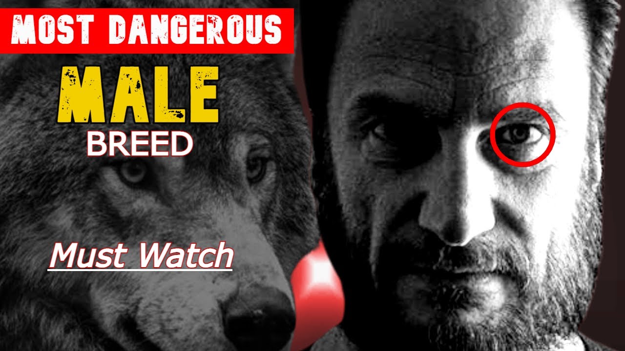 WHY SIGMA MALES ARE THE MOST DANGEROUS BREED OF MEN : Understanding the ...