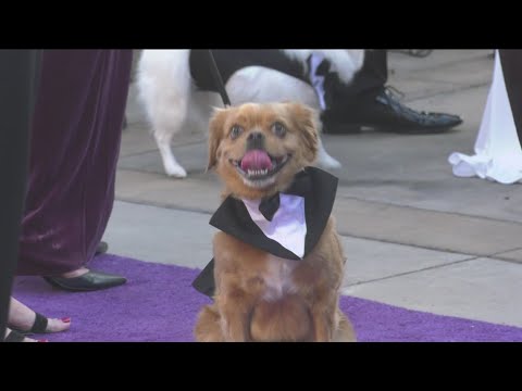 The 37th Fur Ball Celebration - San Diego Humane Society - YouTube