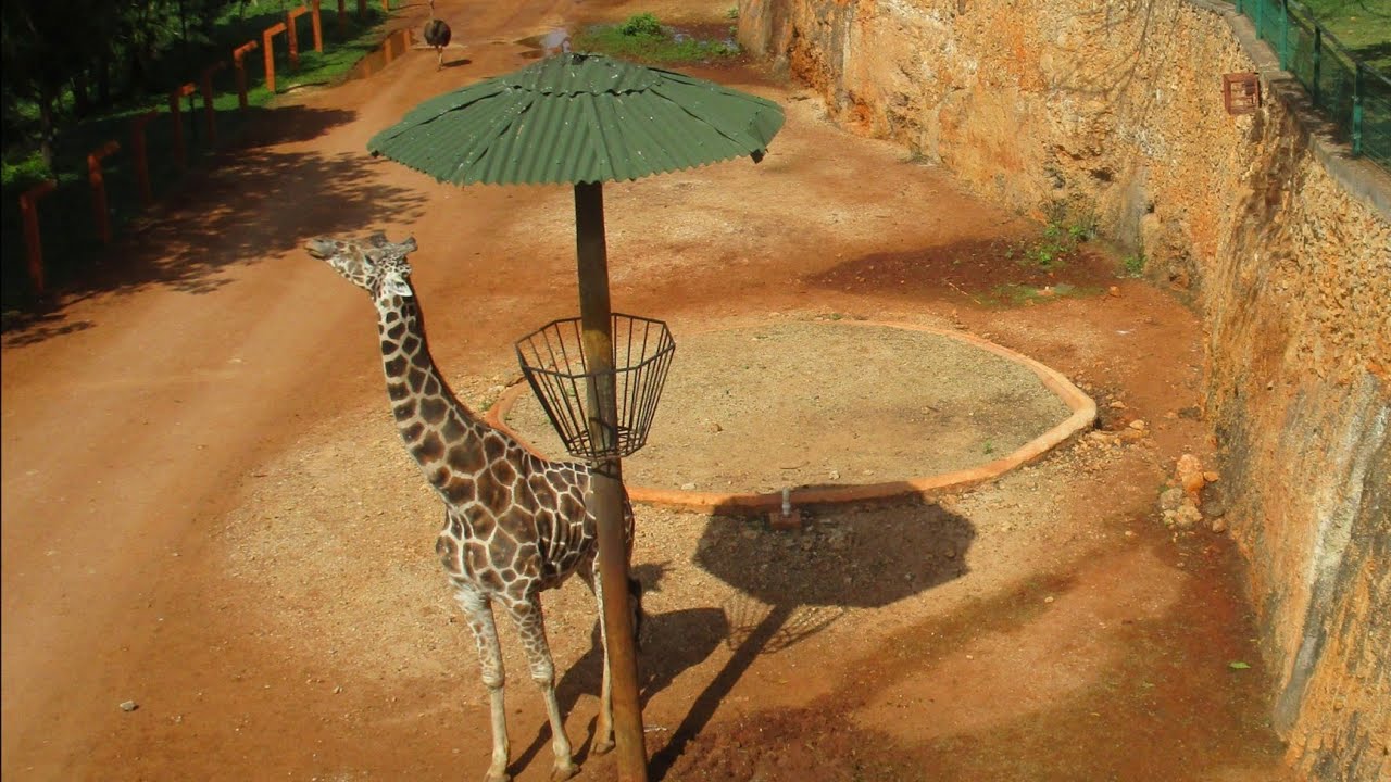 Zoológico Animaya - Mérida, Yucatan | Enero 2020 - YouTube