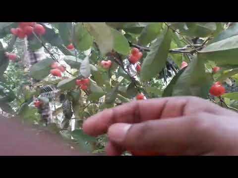 ජම්ඹු..Jambo - YouTube