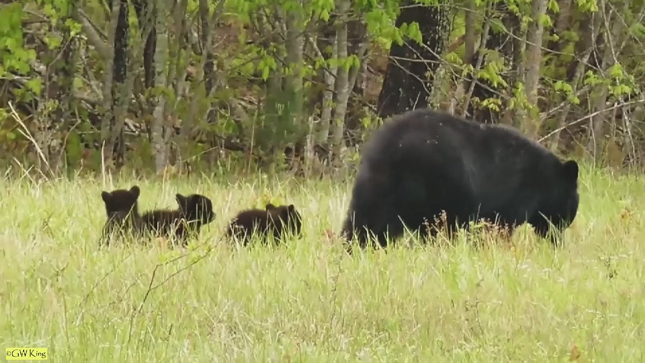 Cute!! Three Black Bear Cubs and Mama Bear! Black Bear Behavior; Ursus americanus - YouTube