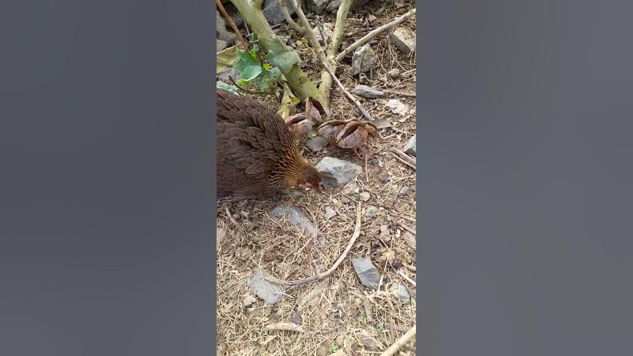 Me nyuam qaib dib f2 - YouTube