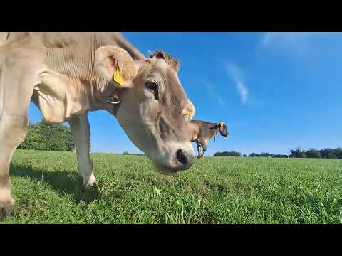 A Day in the Life of Our Cows: The Perfect Pasture 🐄