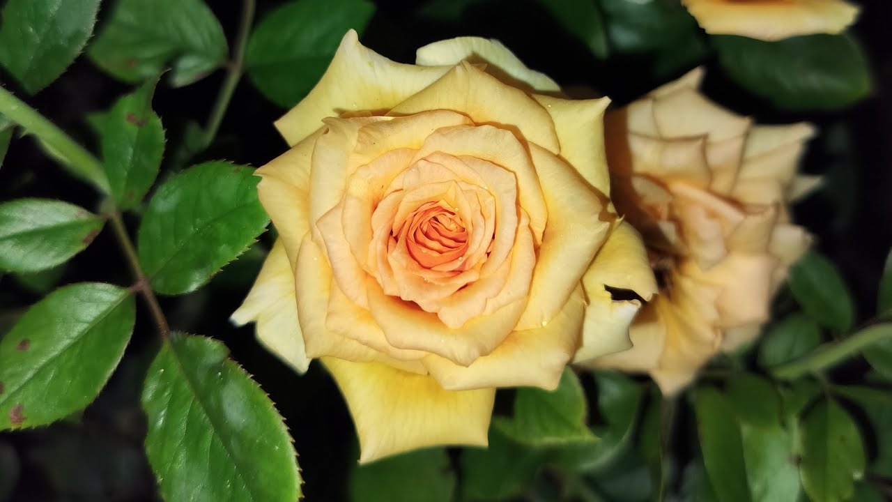 How to apply 2nd dose of fertilizer after dormancy break?? || Rose ...