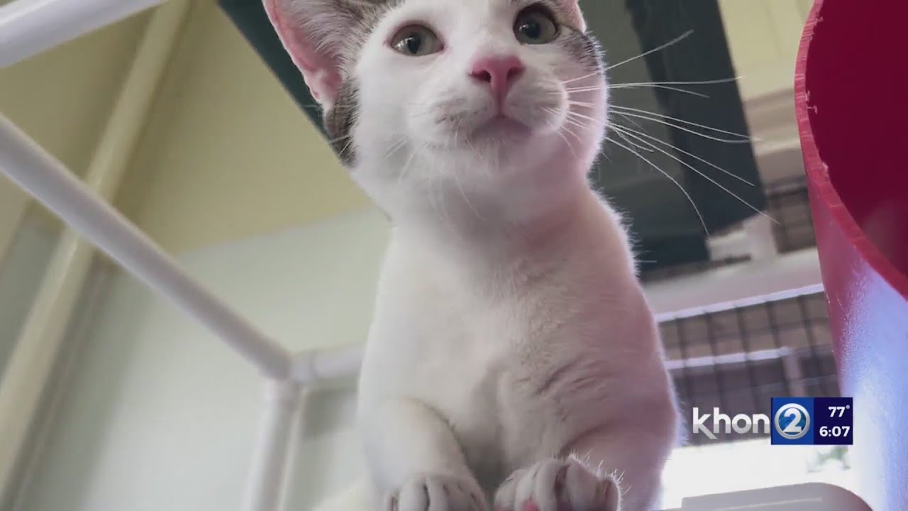 New bill would allow inmates to foster cats in prison - YouTube