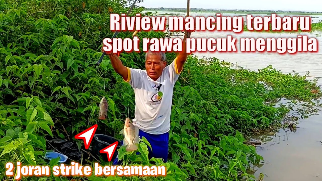 Riview spot terbaru Lamongan rawa pucuk || habis hujan air naik ikan sangat rakus - YouTube