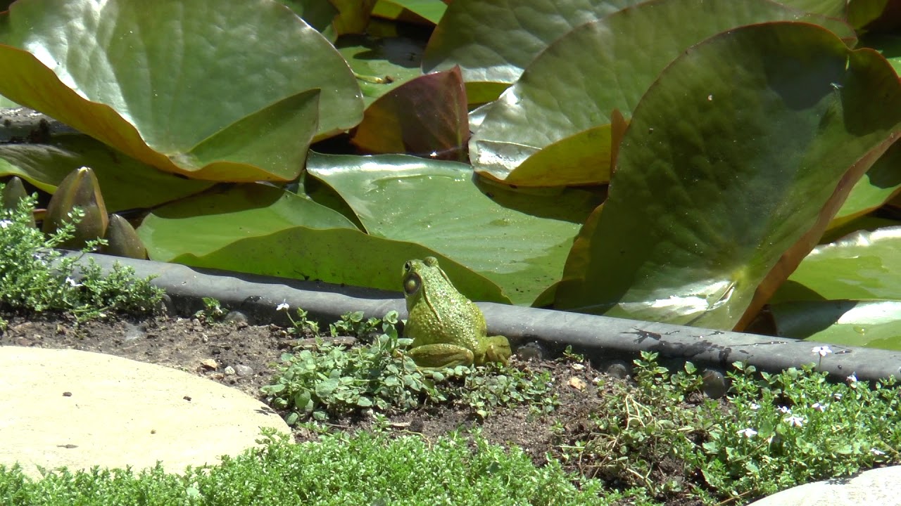 Frogs Chillin' - YouTube