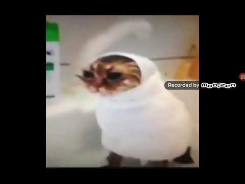 Medineye varamayan kedi /😅😅😅😅