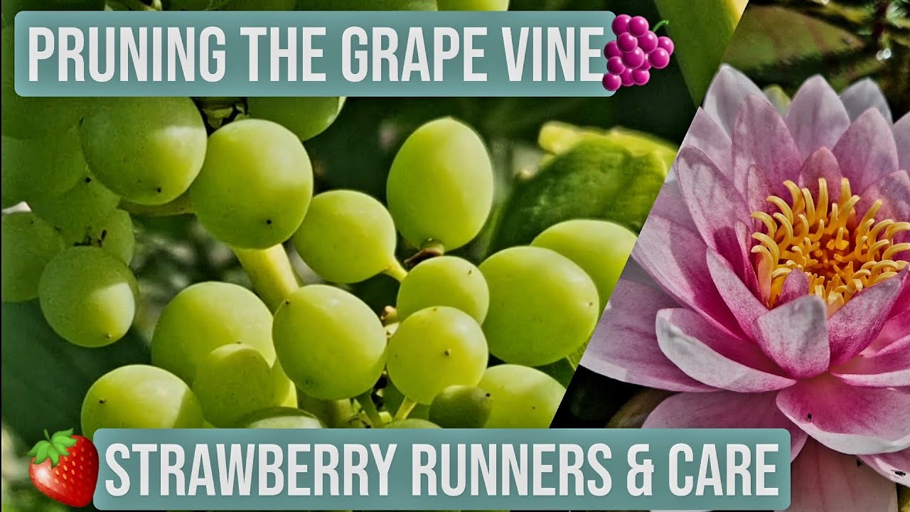 🍇🍓 GRAPES, STRAWBERRY RUNNERS & A NETTLE CLEARANCE || WATERLILY BLOOM 🌸 ...