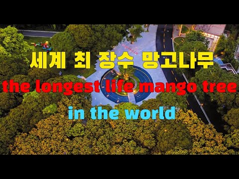 #세계에서 가장 장수 망고나무#中国百度#the longest life mango trees in China - YouTube
