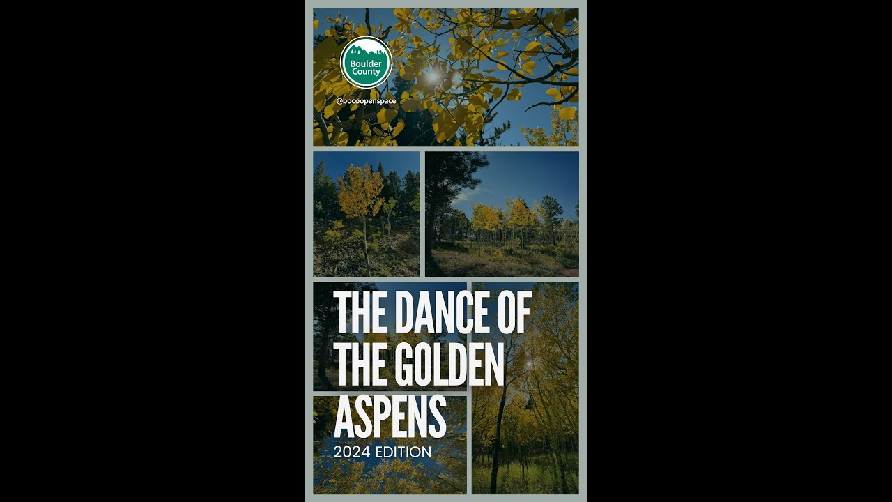 The Dance of the Golden Aspens - 2024 Edition - YouTube