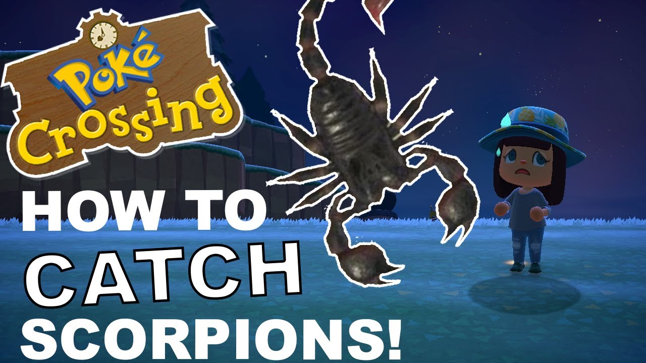 How To Catch A Scorpion Or Tarantula! | Fool Proof Guide! (Animal ...