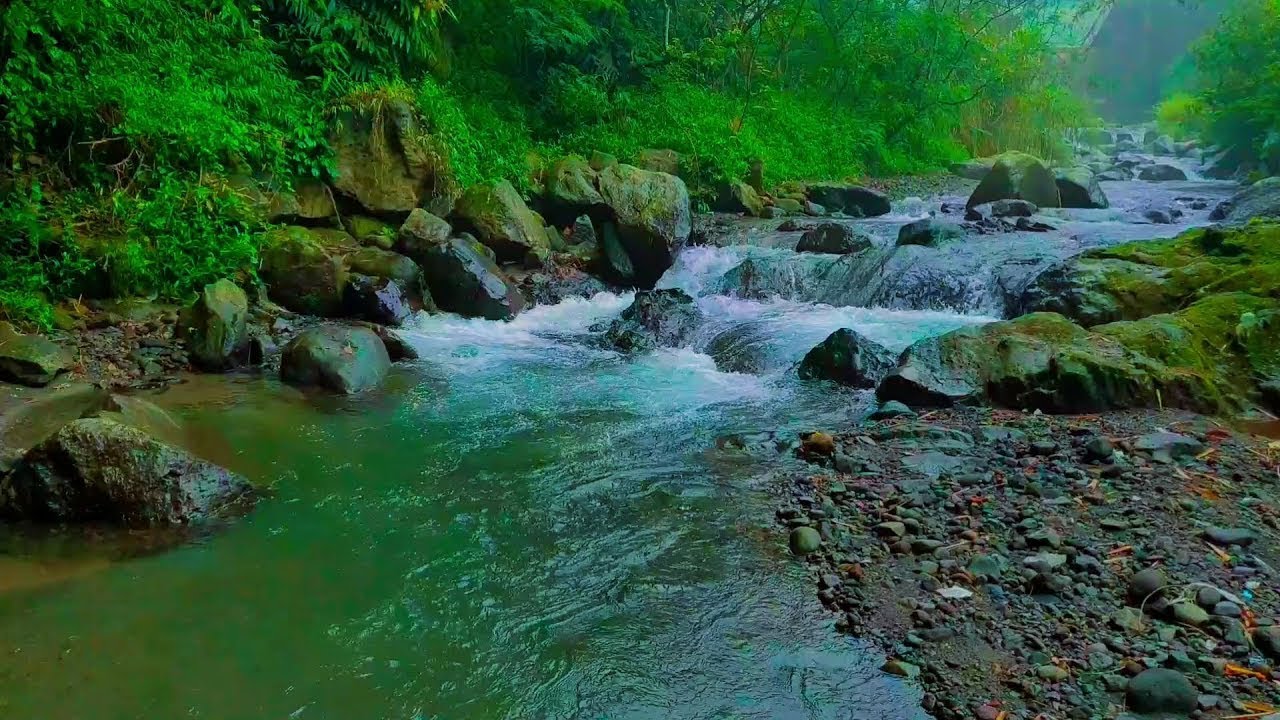 Nature Sounds in Deep Forest, Sound of Stream and Birds Singing 24/7, White Noise for Relaxation ...