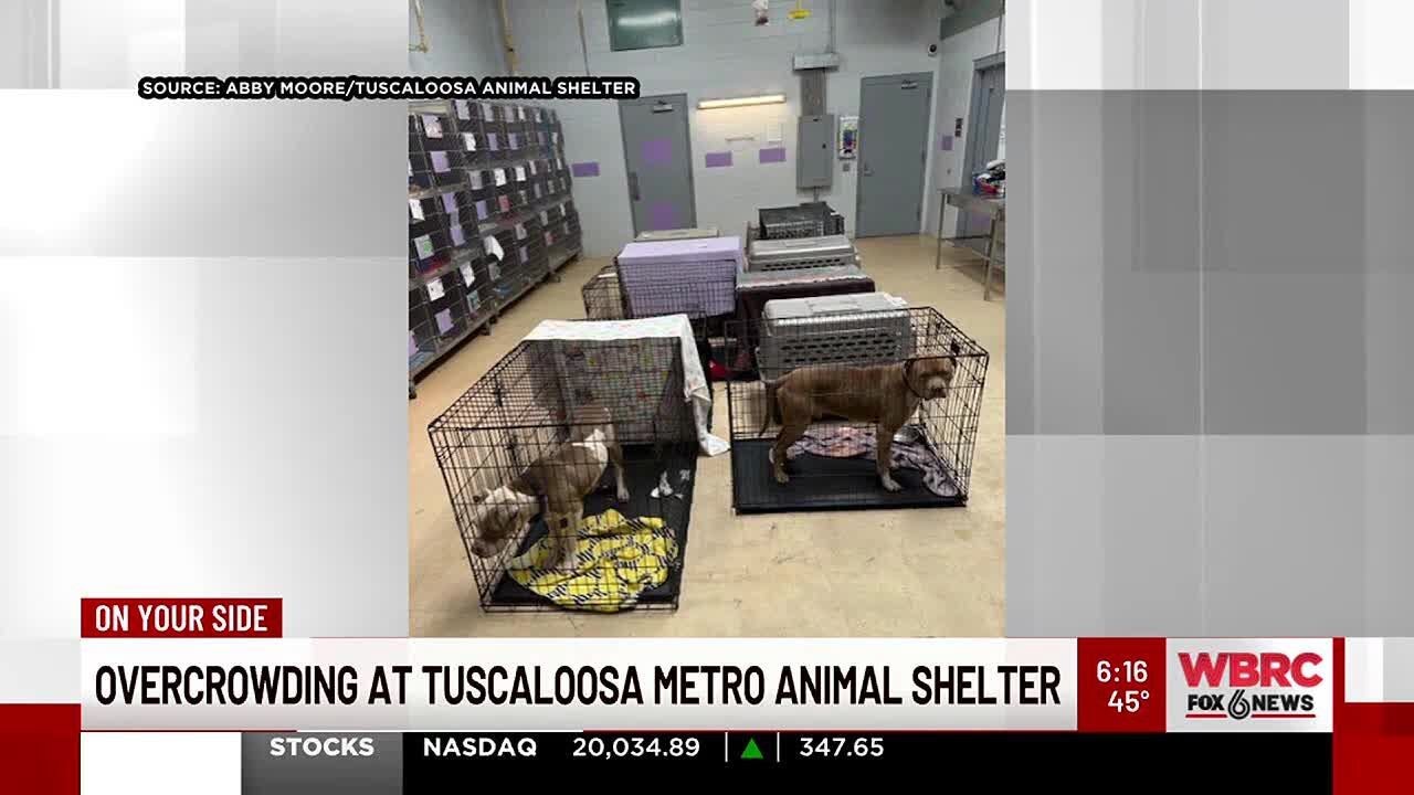 Overcrowding at Tuscaloosa Metro Animal Shelter - YouTube