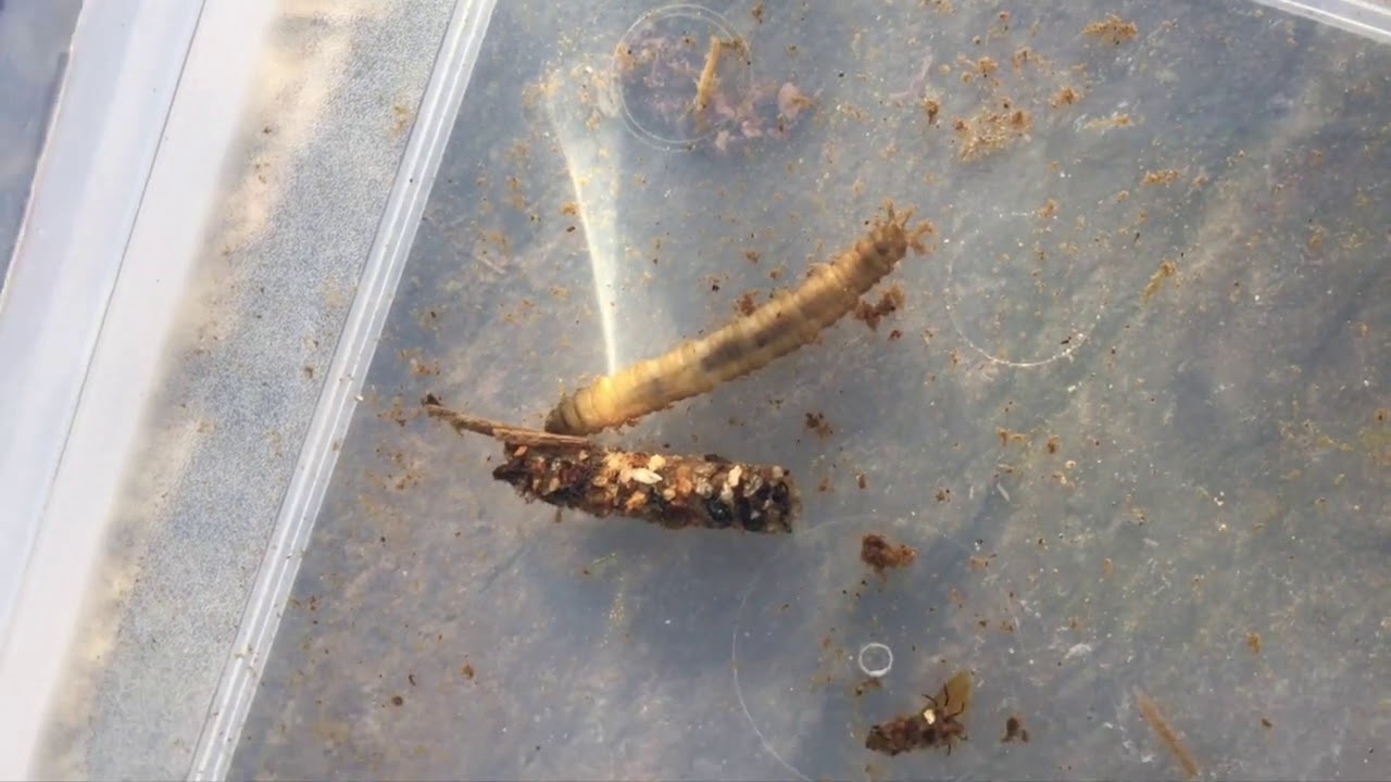 Aquatic Sowbug and More in Motion - YouTube