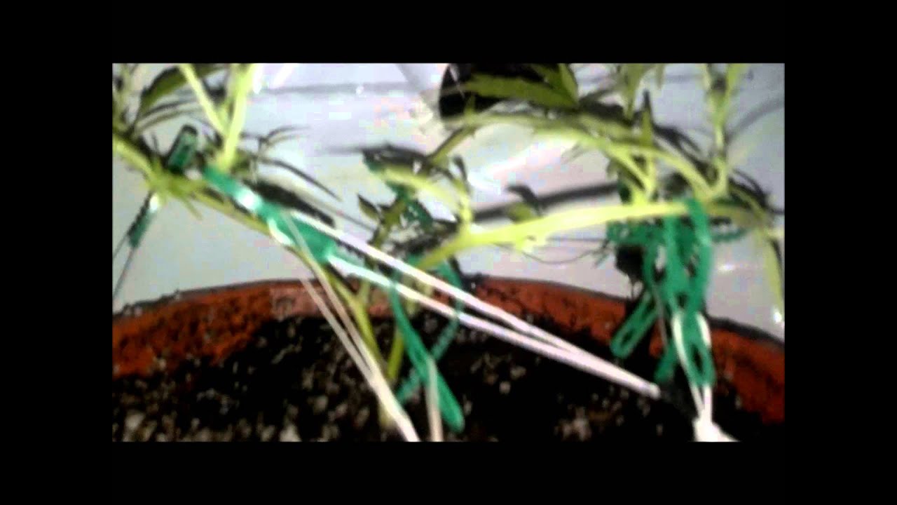 micro grow lst autoflower - YouTube