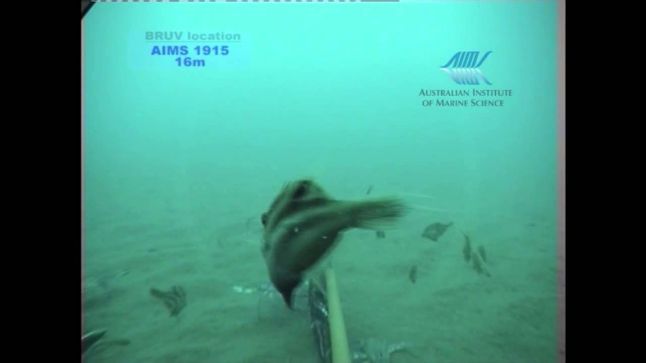 BRUV Footage - AIMS 1915 - YouTube